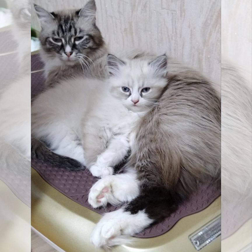 Невский маскарадный котёнок