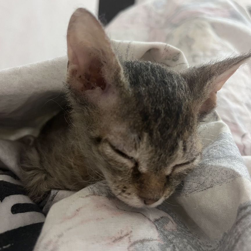 Кошечка в добрые руки бесплатно
