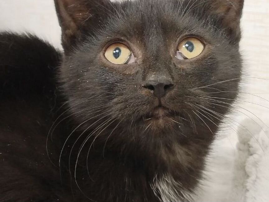 Котенок в дом