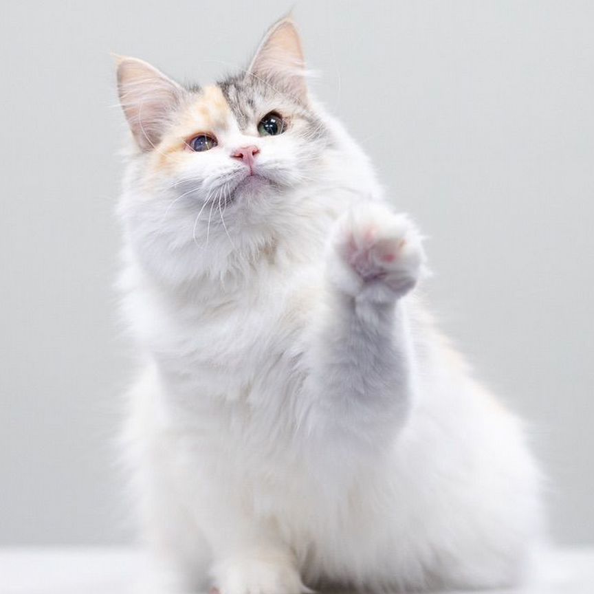 Кошка в дар