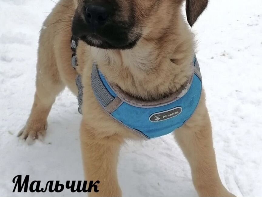 Сао щенки в дар