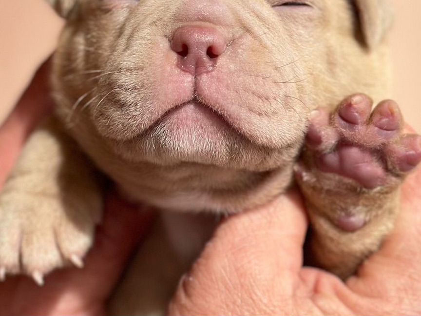 Американский булли детки