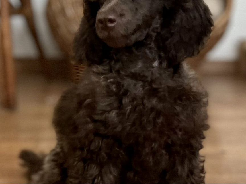 Коричневый пудель