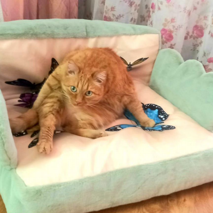 Лежанка для кошек и собак 70*40 см