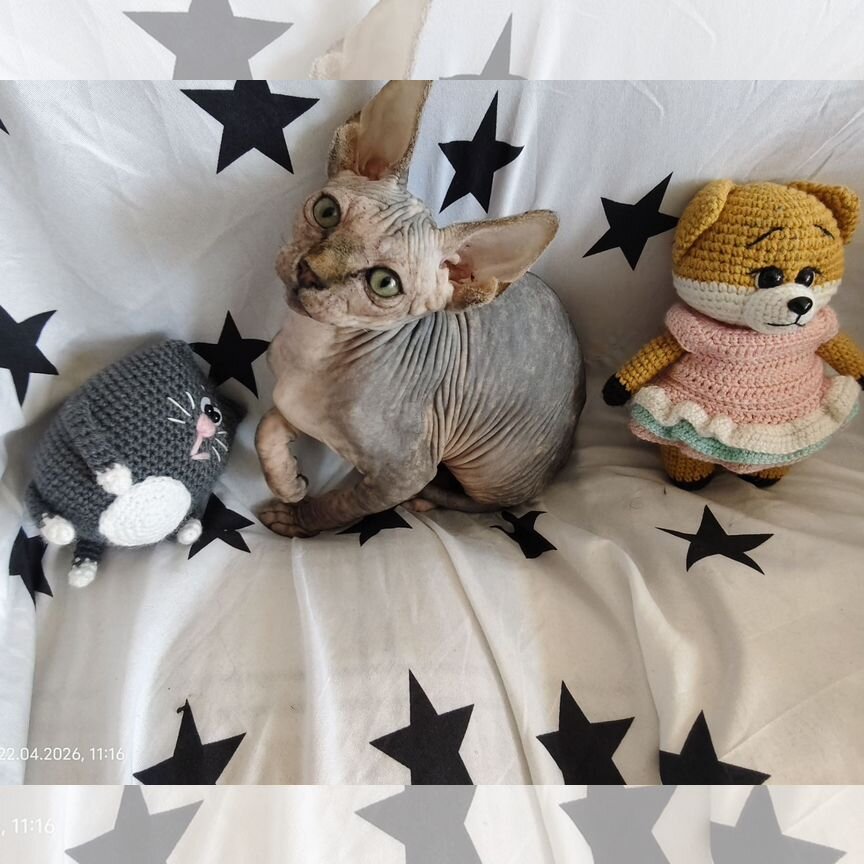 Канадский сфинкс котёнок