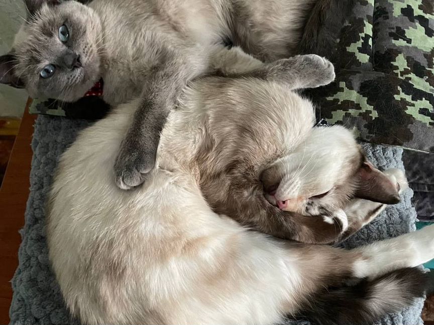 Кошка