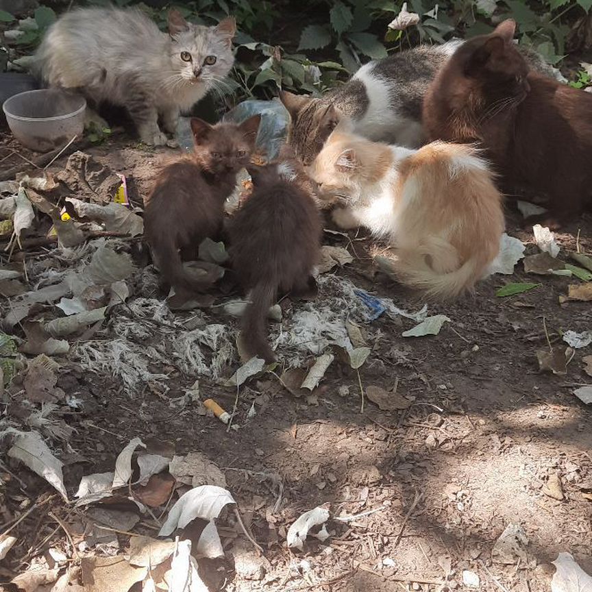 Котята в добрые руки