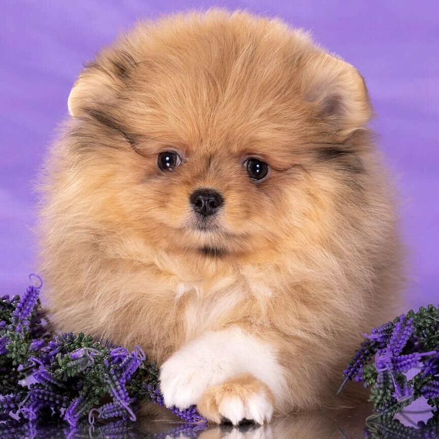 Померанский шпиц, щенок