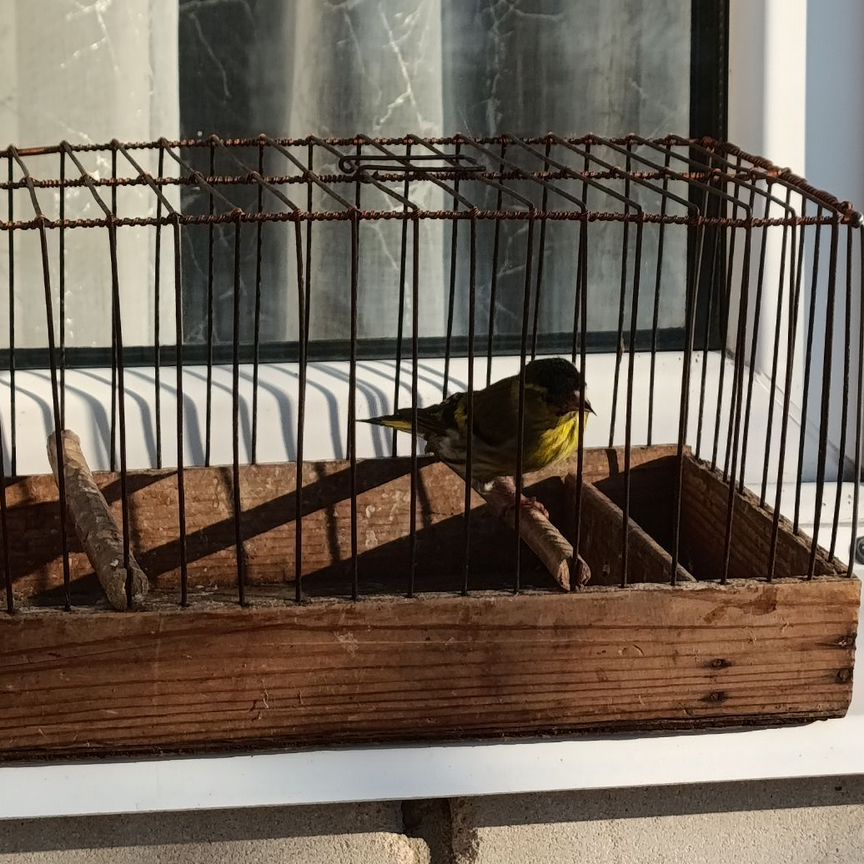 Чижи, щеголы