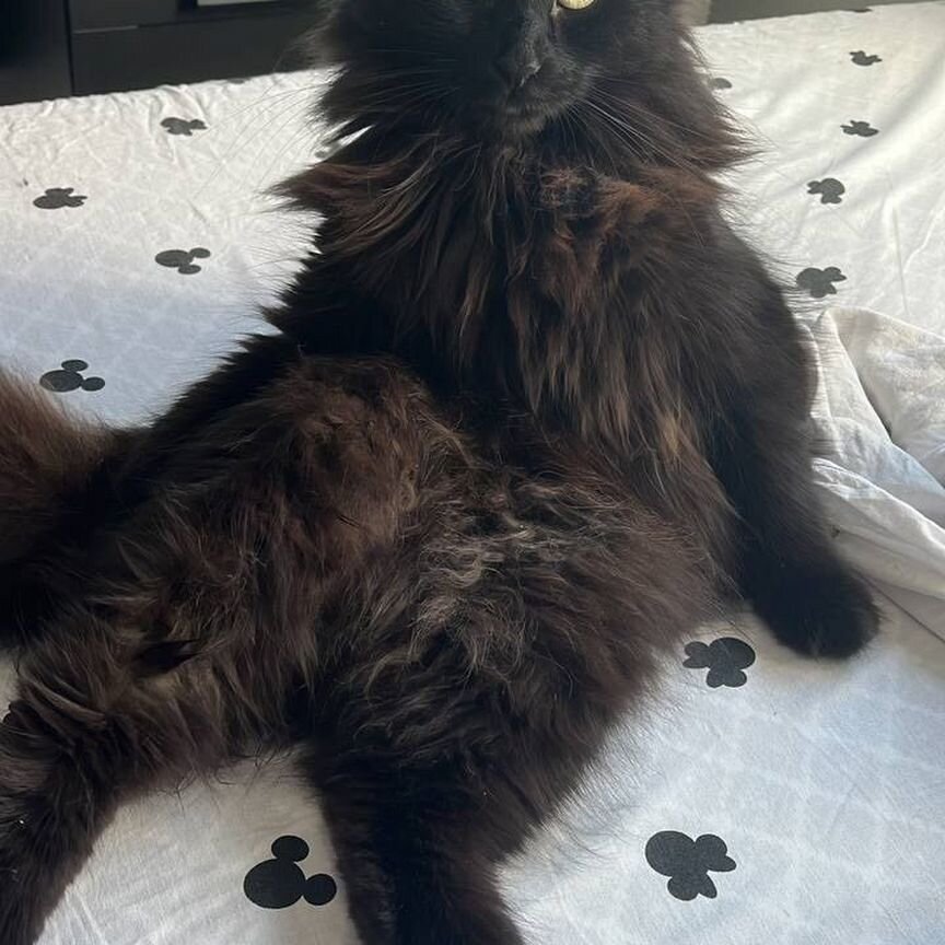 Отдам кошку в добрые руки