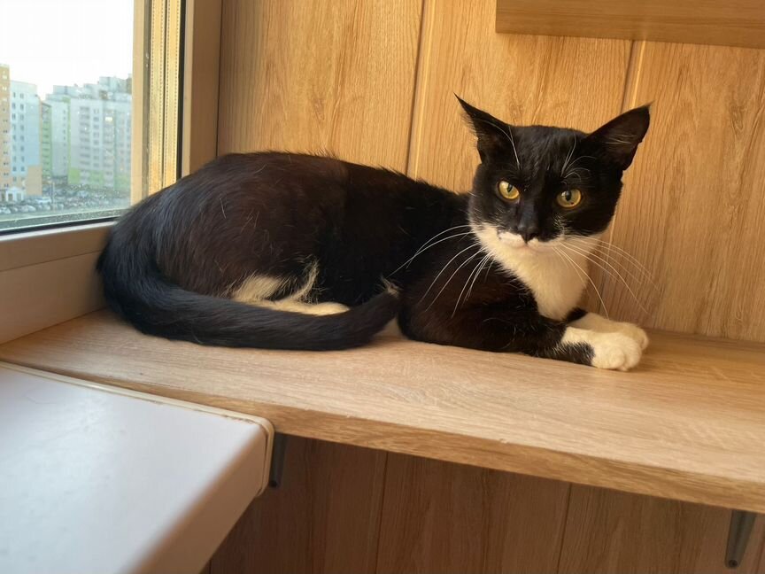 Кошка