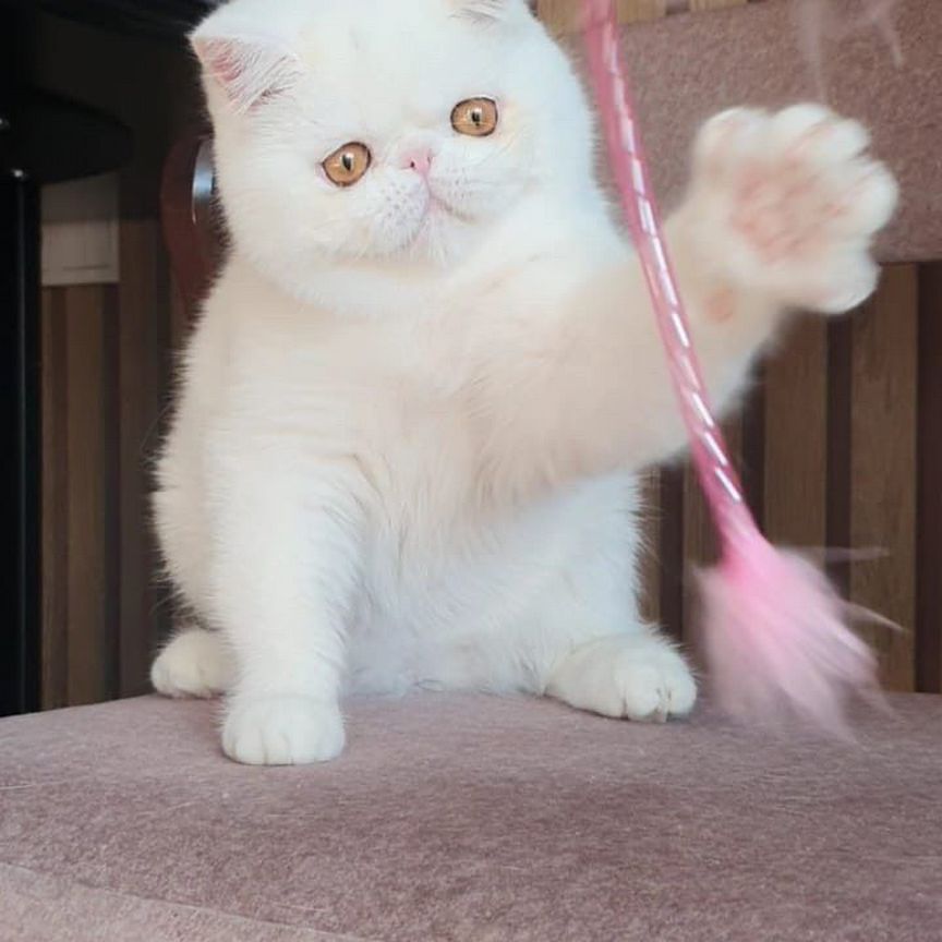 Экзот котенок