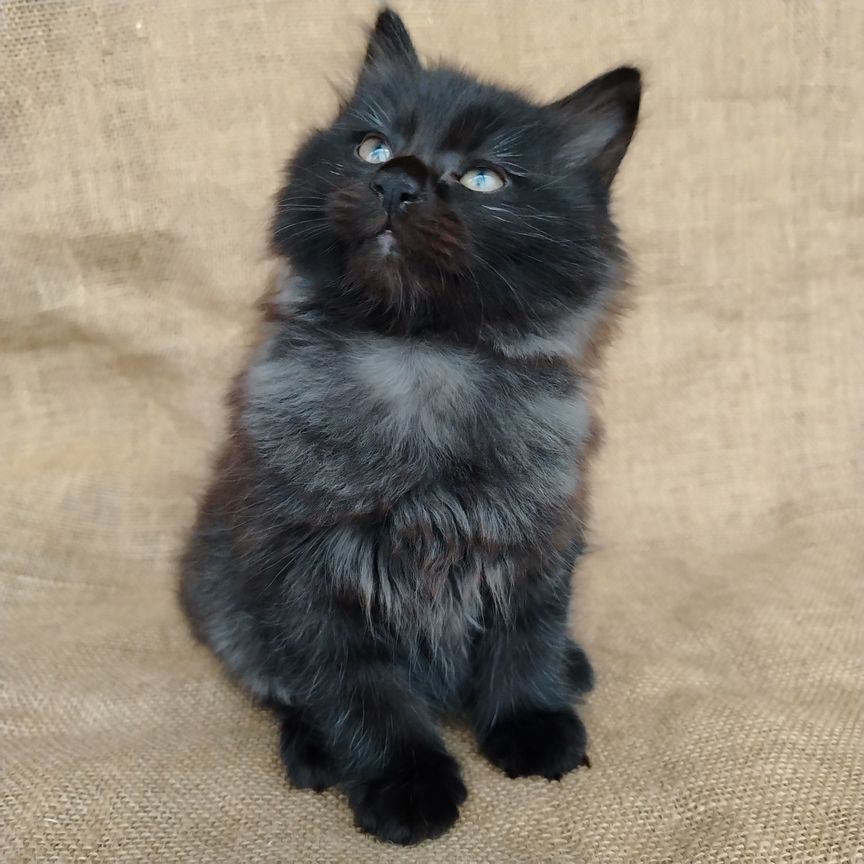 Котик курильский бобтейл