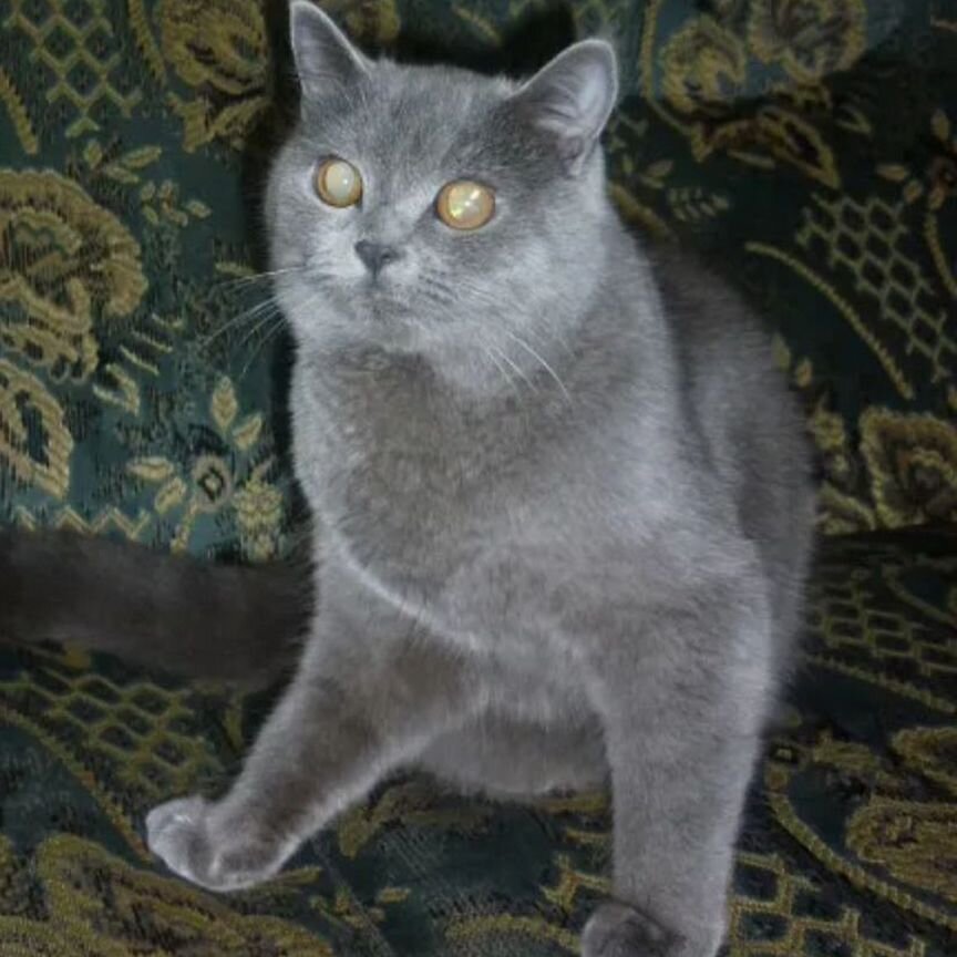 Шотландская прямоухая кошка пристраиваю