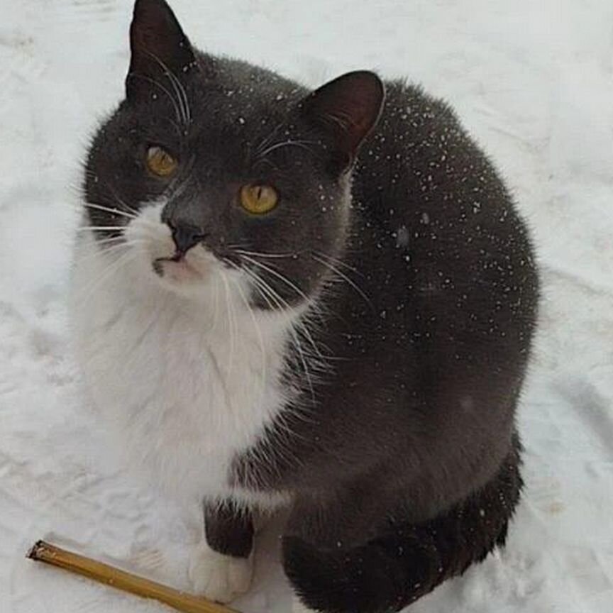 Взрослый кот в добрые руки