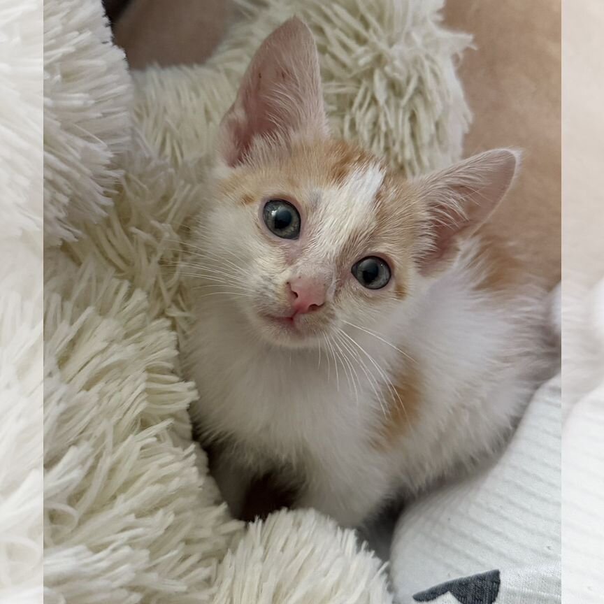 Котенок мальчик бесплатно