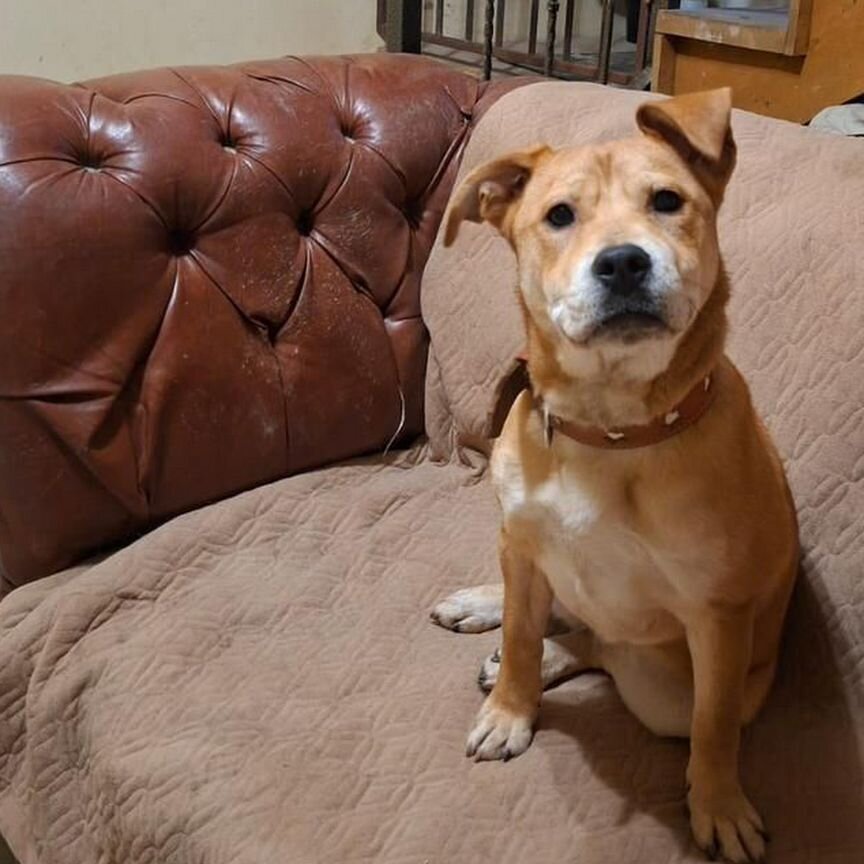 Американский стаффордширский терьер, щенок