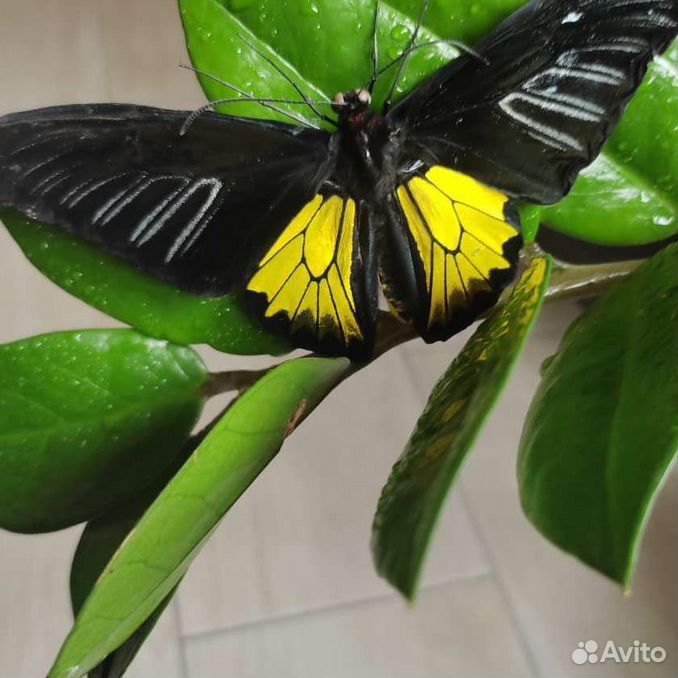 Бабочки тропические из мини-фермы