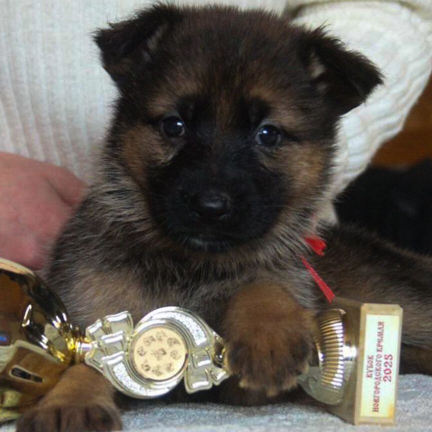 Немецкая овчарка, щенок