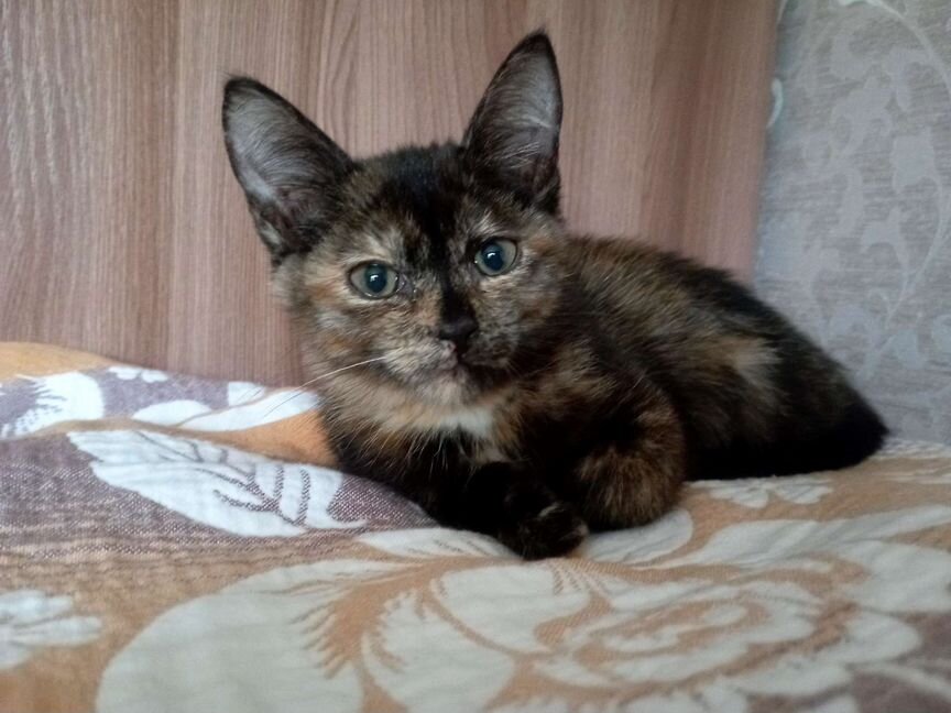 Спасите Джулю