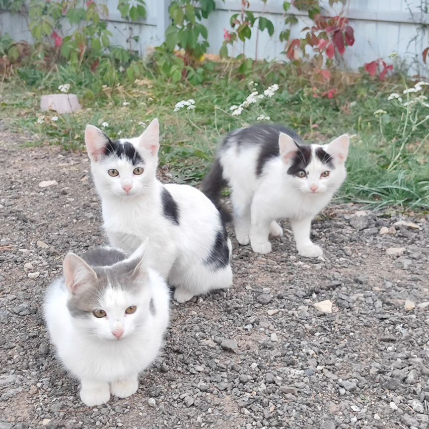 Котята в добрые руки бесплатно