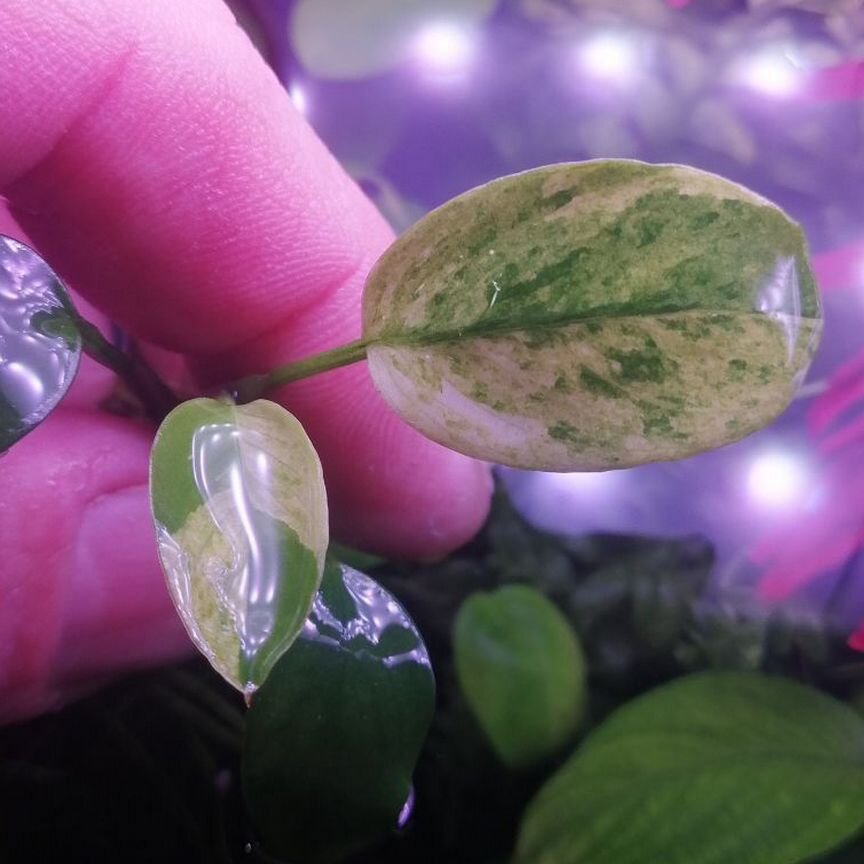 Анубиас вайпер / Anubias "Viper"