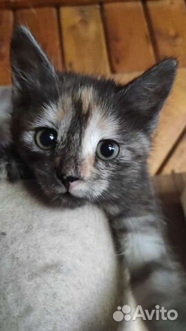 Котята мальчик и две девочки