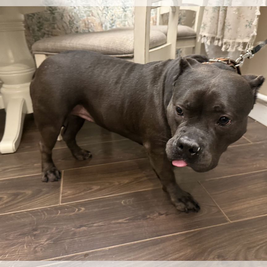 Американский питбультерьер, взрослая собака