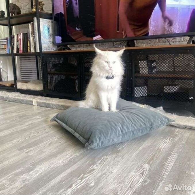 Мэйкун котята