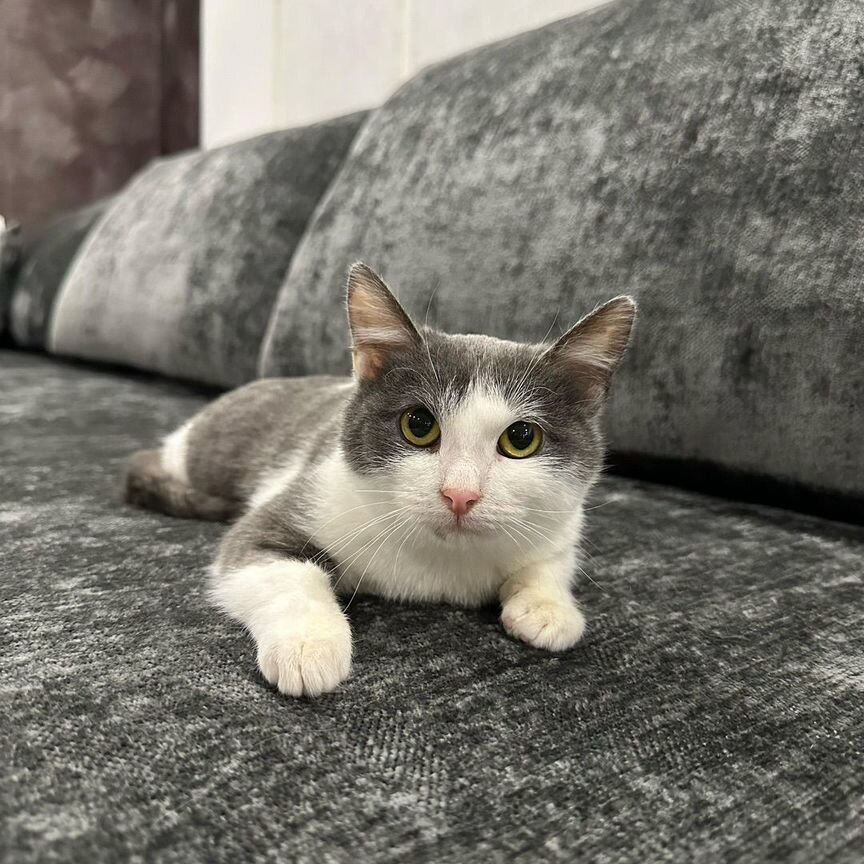 Котенок в добрые руки