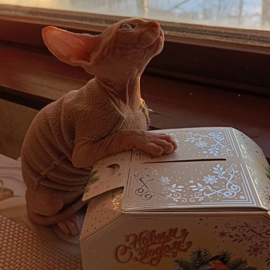 Донской сфинкс котёнок