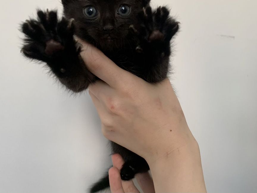 Котенок-чертенок в добрые руки