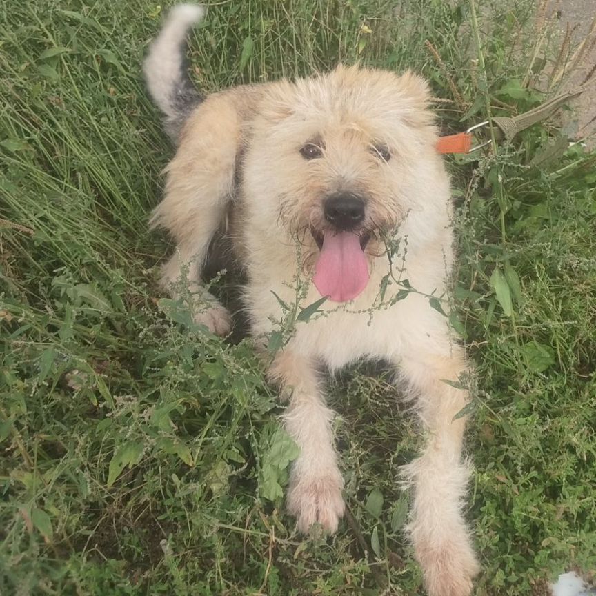 Взрослая собака в добрые руки