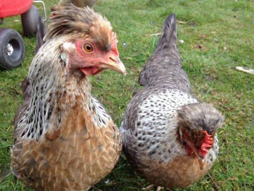 Подрощенные цыплята Легбара кремового