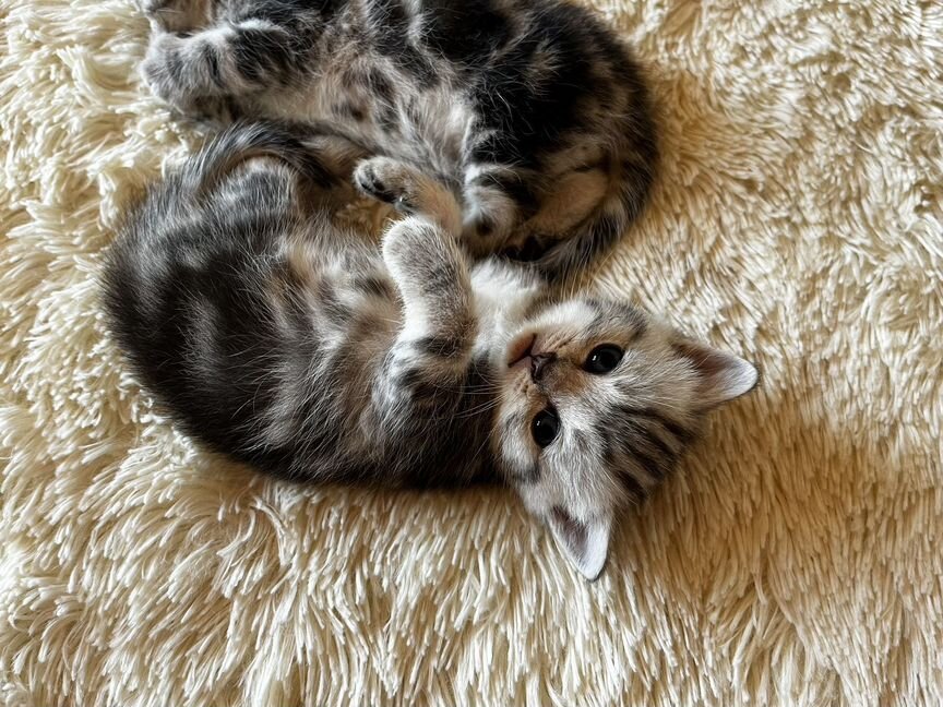 Породистые шотландские котята