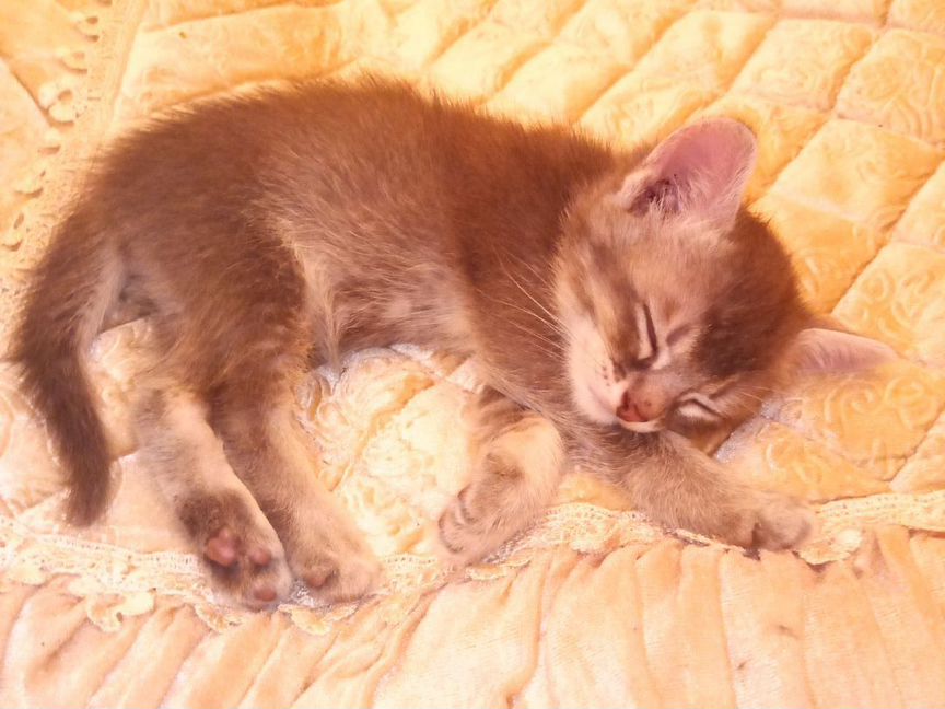 Котята