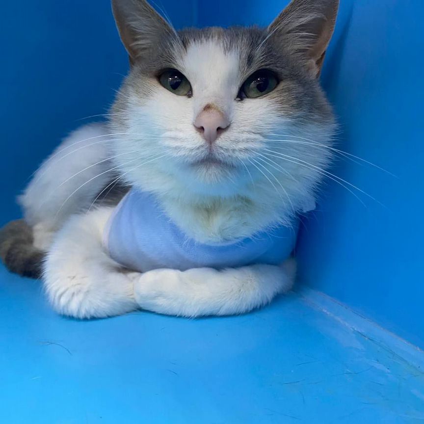 Маленькая куколка ищет дом