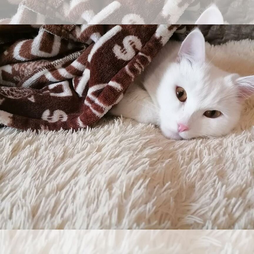 Белый котик ищет дом
