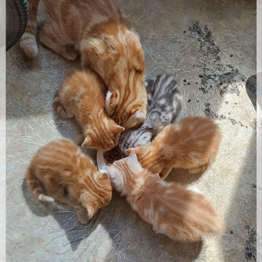 Шотландский вислоухий короткошёрстный котёнок