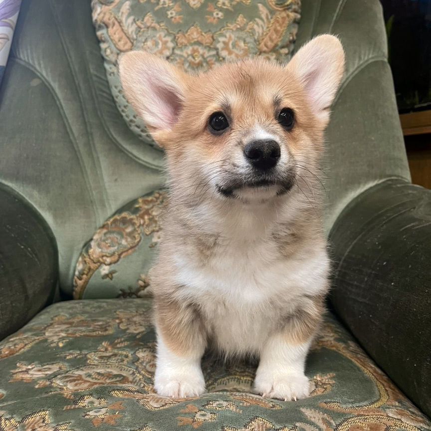 Вельш-корги пемброк