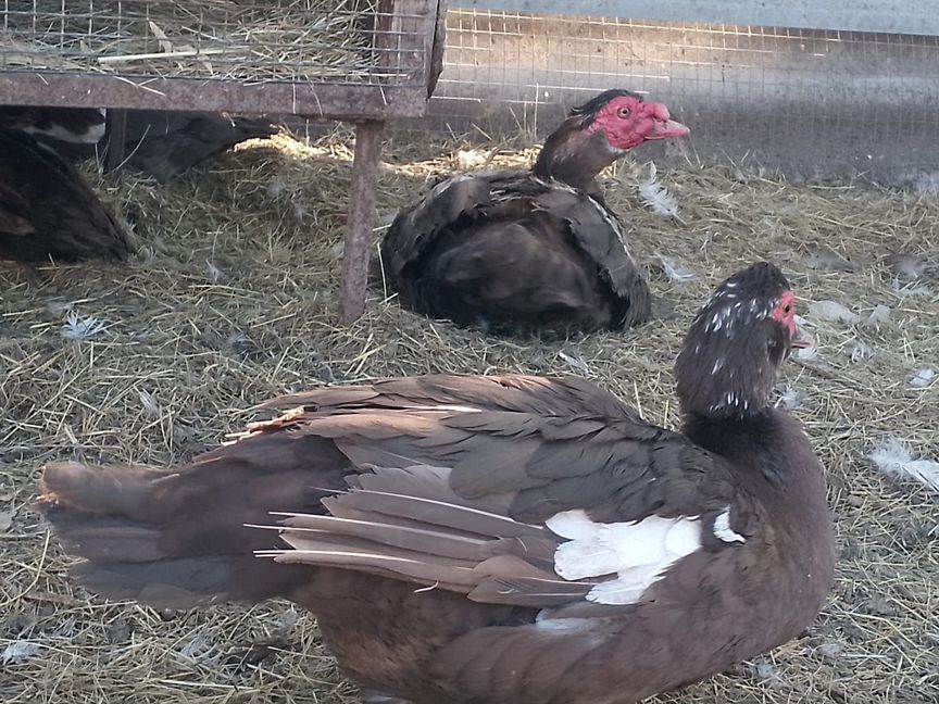 Утки шипуны "Красный бык"