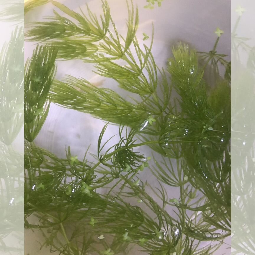 Роголистник четыре ветки в наличии