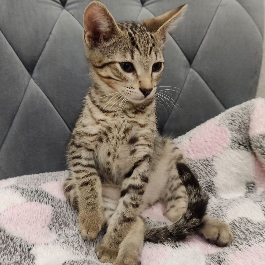 Малышки 2 мес с приюта