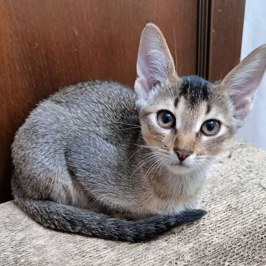 Абиссинский котенок ищет дом