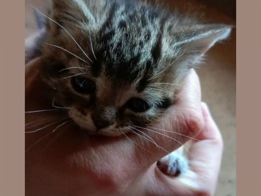 Котята в добрые руки бесплатно