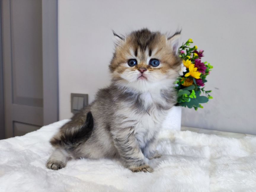 Британский длинношерстный котик