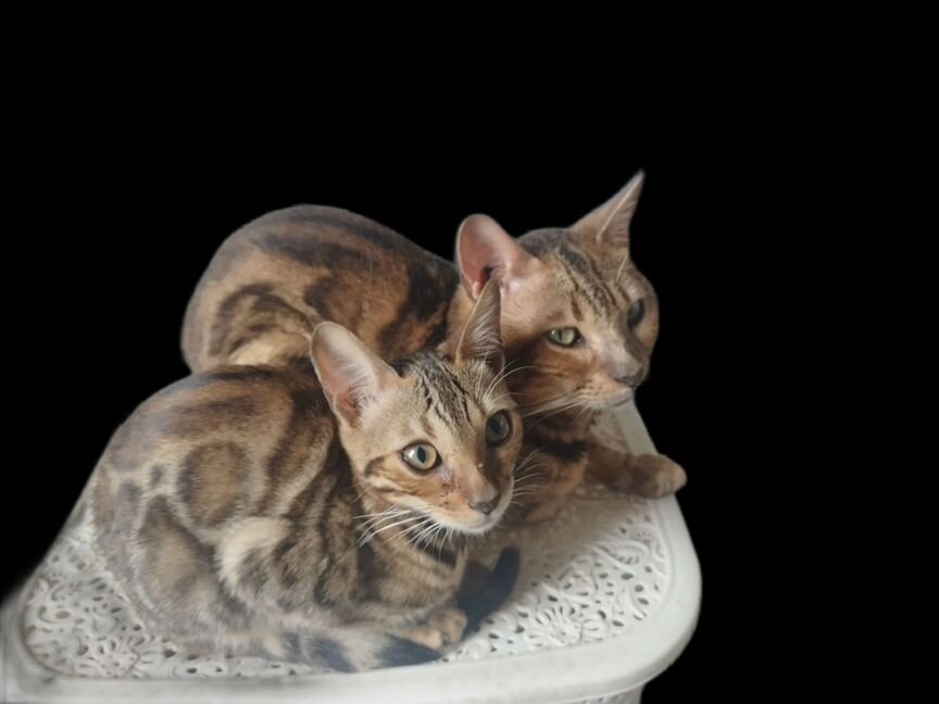 Бенгальская кошка