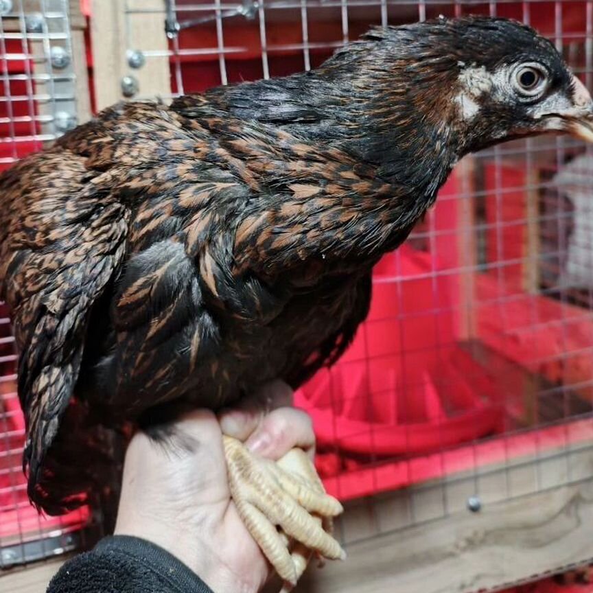 Куры молодки(корниш, бресс, ливенские)