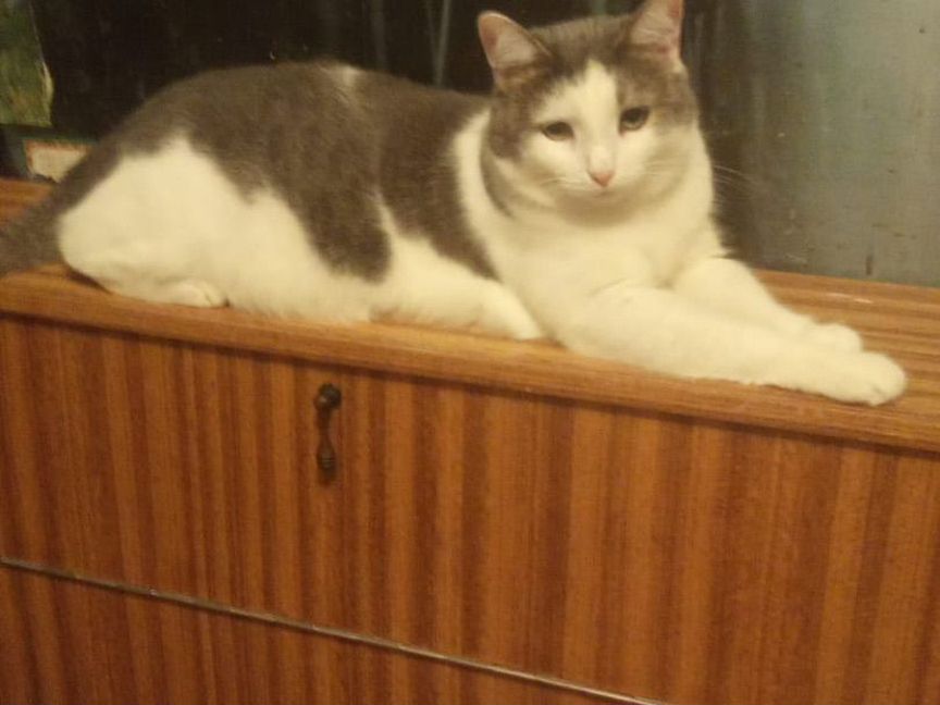 Кошечка компаньон