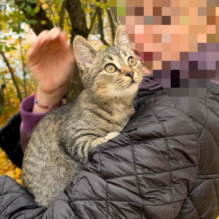 Отдам котенка в добрые руки